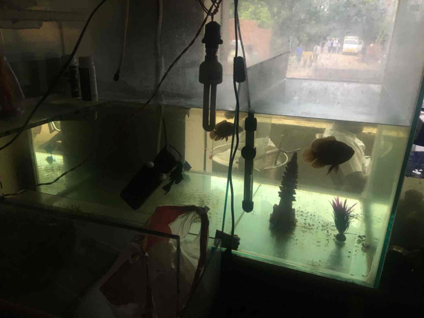 Naaz Aquaworld in Pragathi Nagar-Bachupally,Hyderabad - Best Aquarium ...
