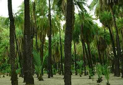 Indira Park in Domalguda-himayat Nagar,Hyderabad - Best Parks in ...