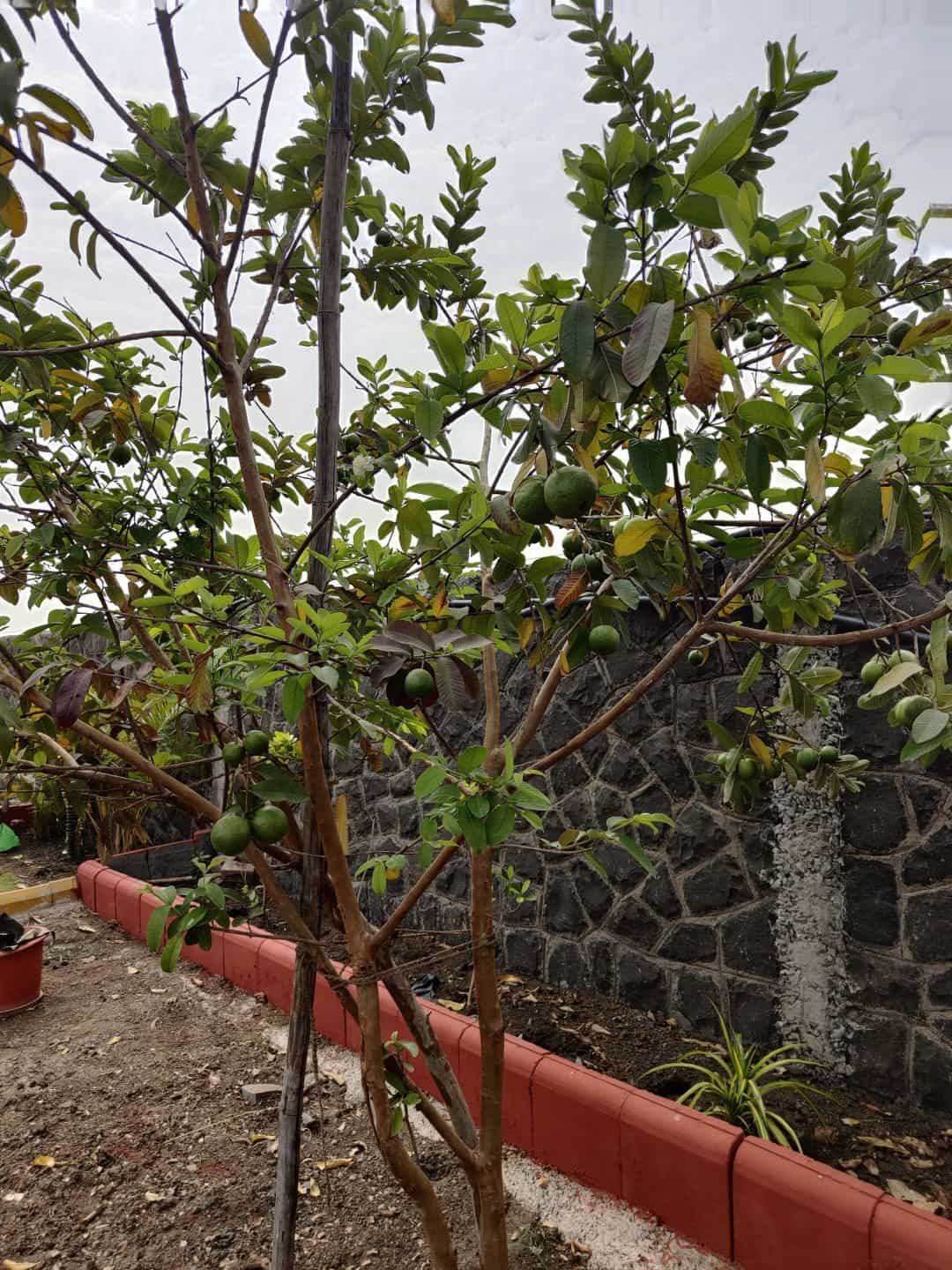 Book Avantika Farmhouse in Songir,Indore - Best Apartment Hotels near ...