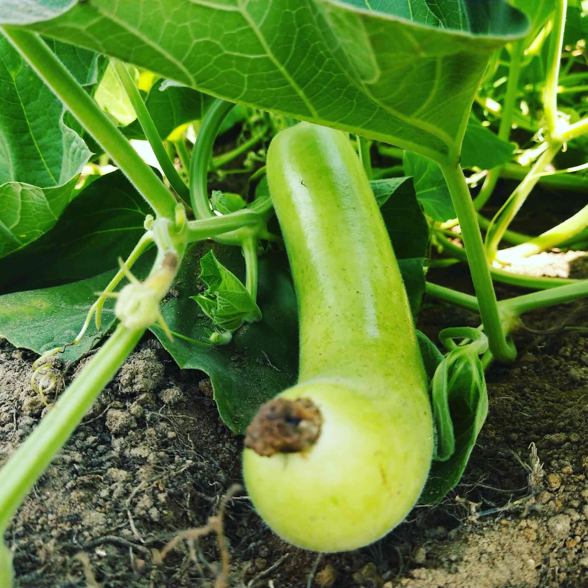 Kalaiselvi Vegetables And Fruits in Tambaram Mudichur Walajabad Road ...