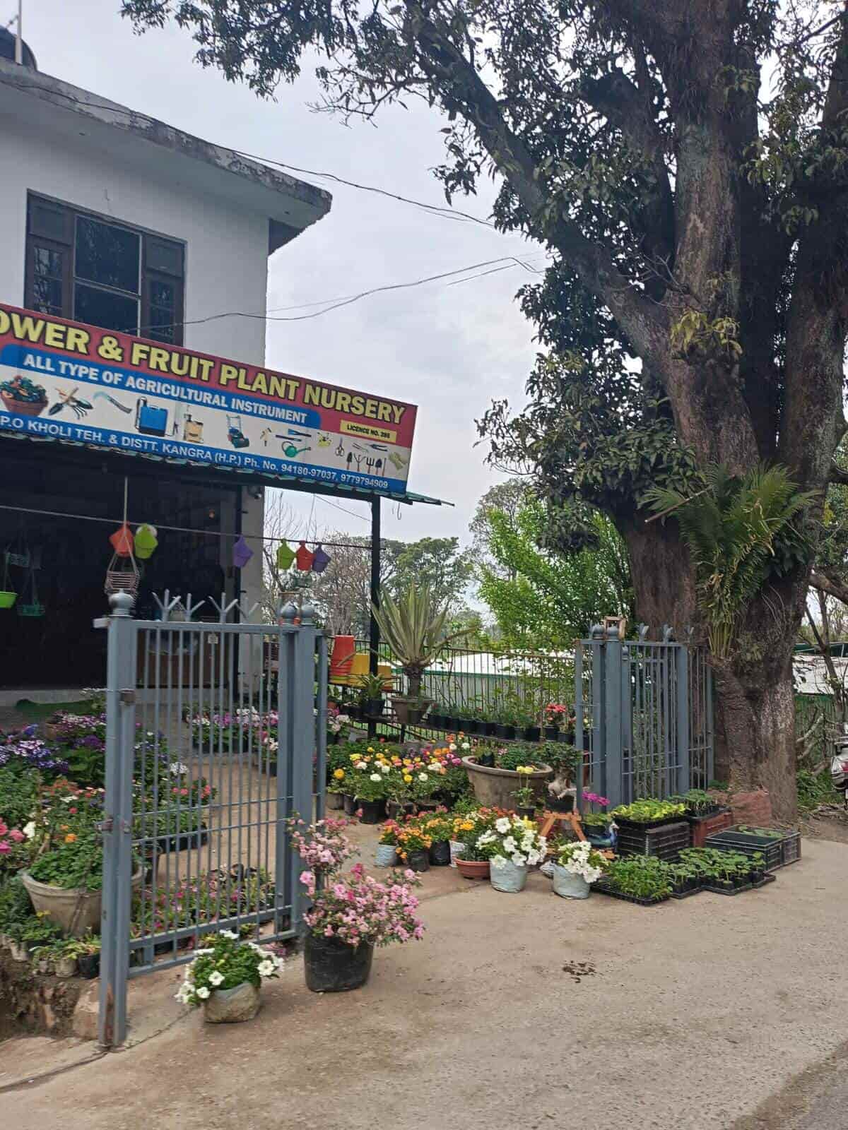 RK Flower & Fruit Plant Nursery in Kholi,Kangra - Best Plant Nurseries ...