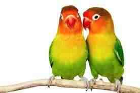 Bobi Pets And Birds in Marthandam,Kanyakumari - Best Pet Shops near me ...