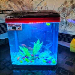 Top Aquarium Koi Fish Dealers in Solan near me - Justdial