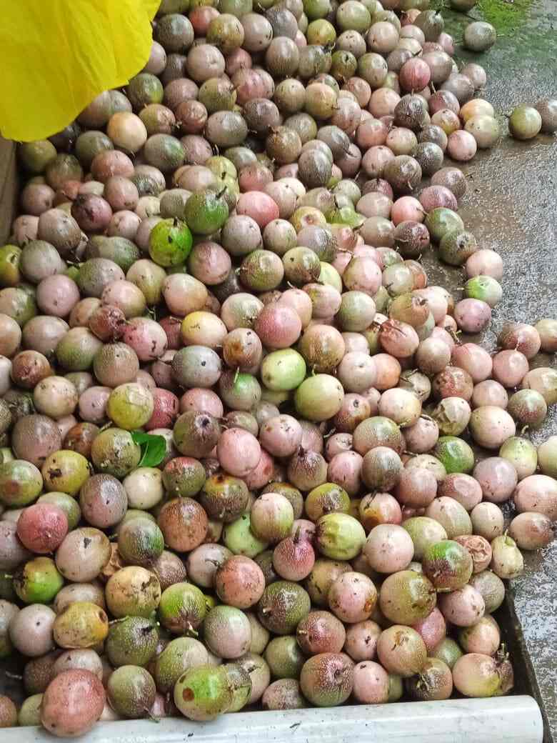 Malanad Passion Fruit Plantations - Manufacturer from Kochi, Ernakulam ...