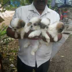 Top Labrador Dog Wholesalers in Kolhapur - लैब्राडोर डॉग व्होलेसलेर्स ...