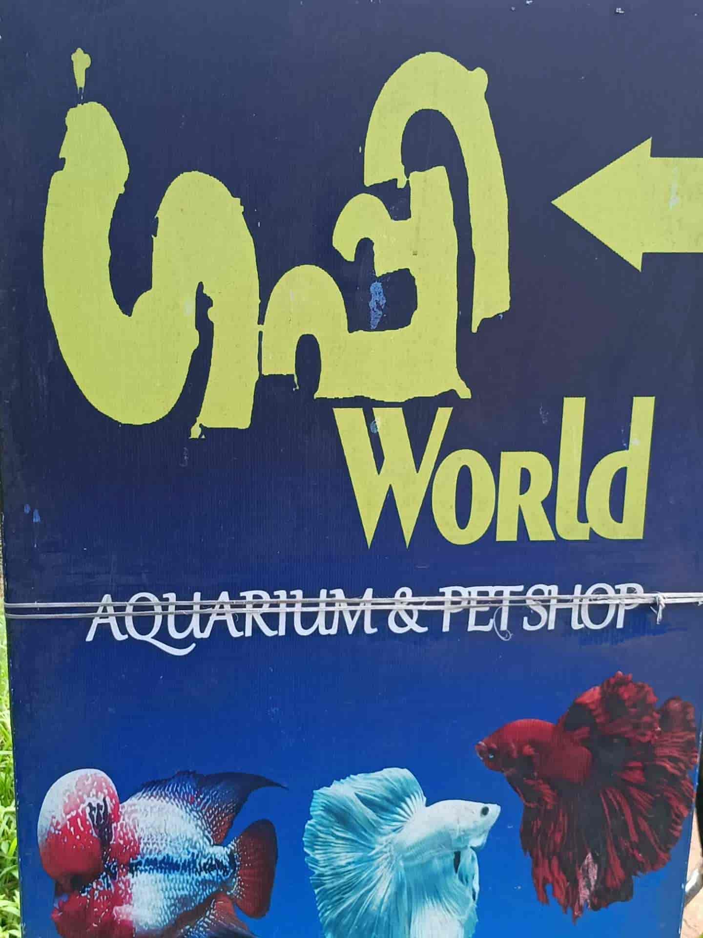 Guppy World Pet Shop in Mylakkadu,Kollam - Best Pet Shops near me in ...