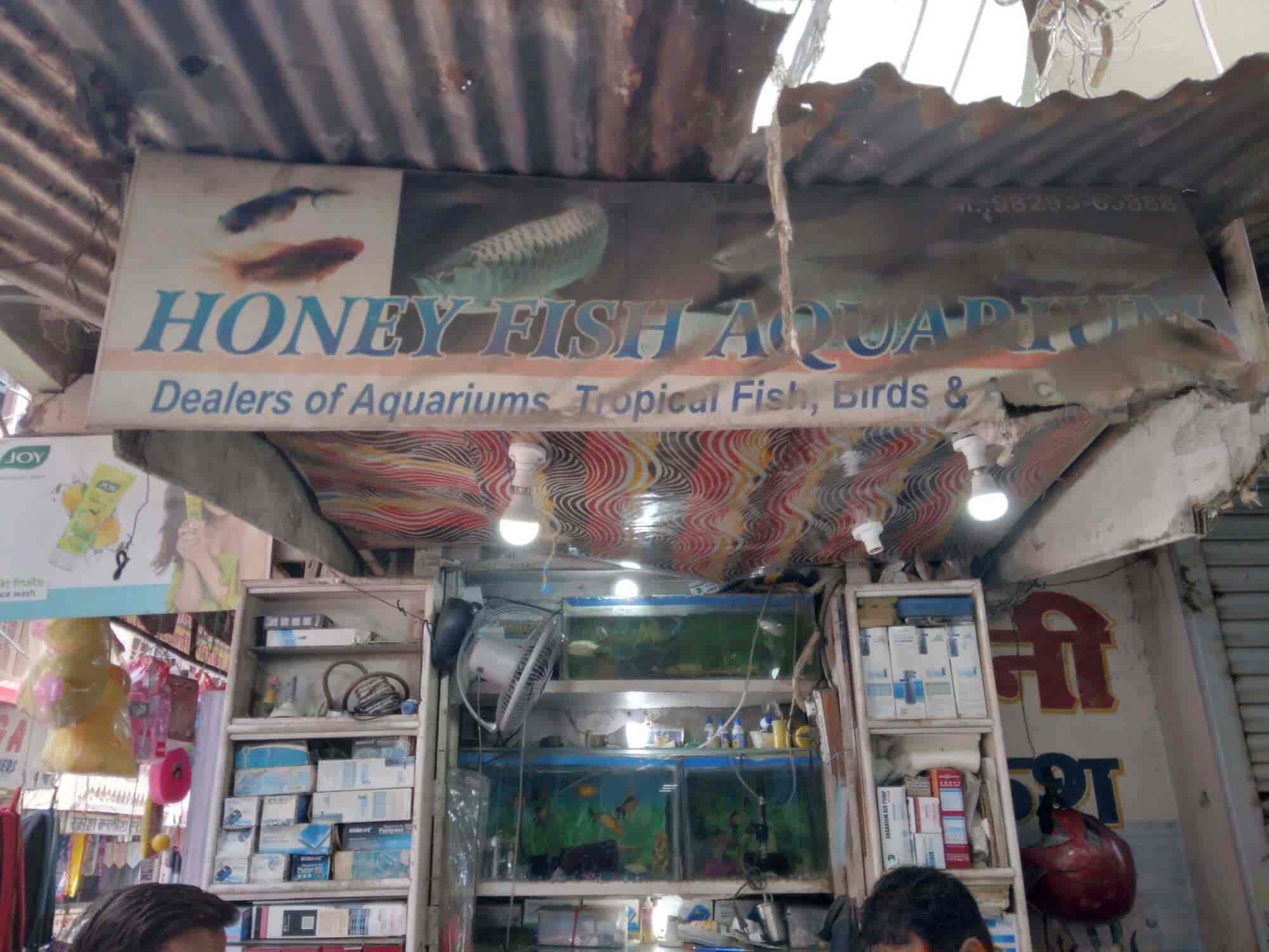 Honey Fish Aquarium in Chawani,Kota-rajasthan - Best Aquariums in Kota ...