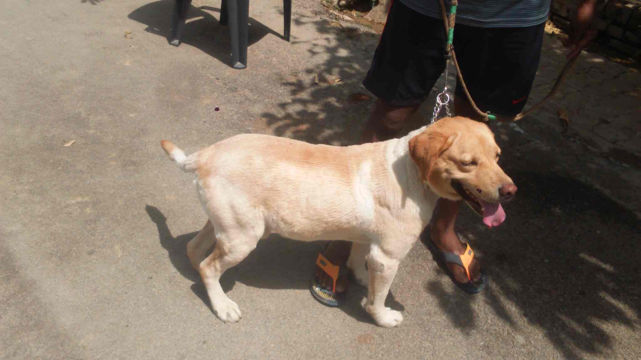 Tetu Pet Care in Hazratganj,Lucknow - Best Dog Training Centres in ...