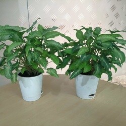 Top Flowering Plant Dealers in Ayodhya near me - Justdial