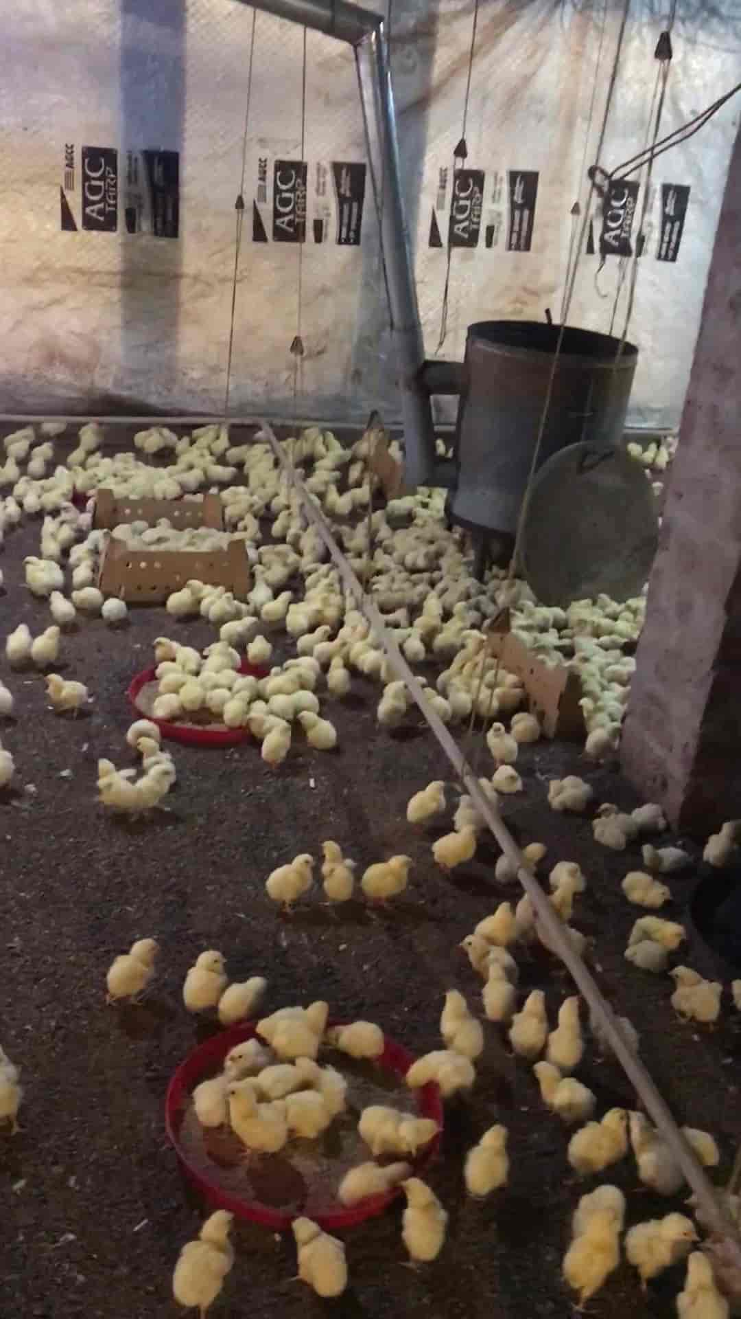 Joban Poultry Farm in Siswan, Mohali - Best Poultry Farms in Mohali ...