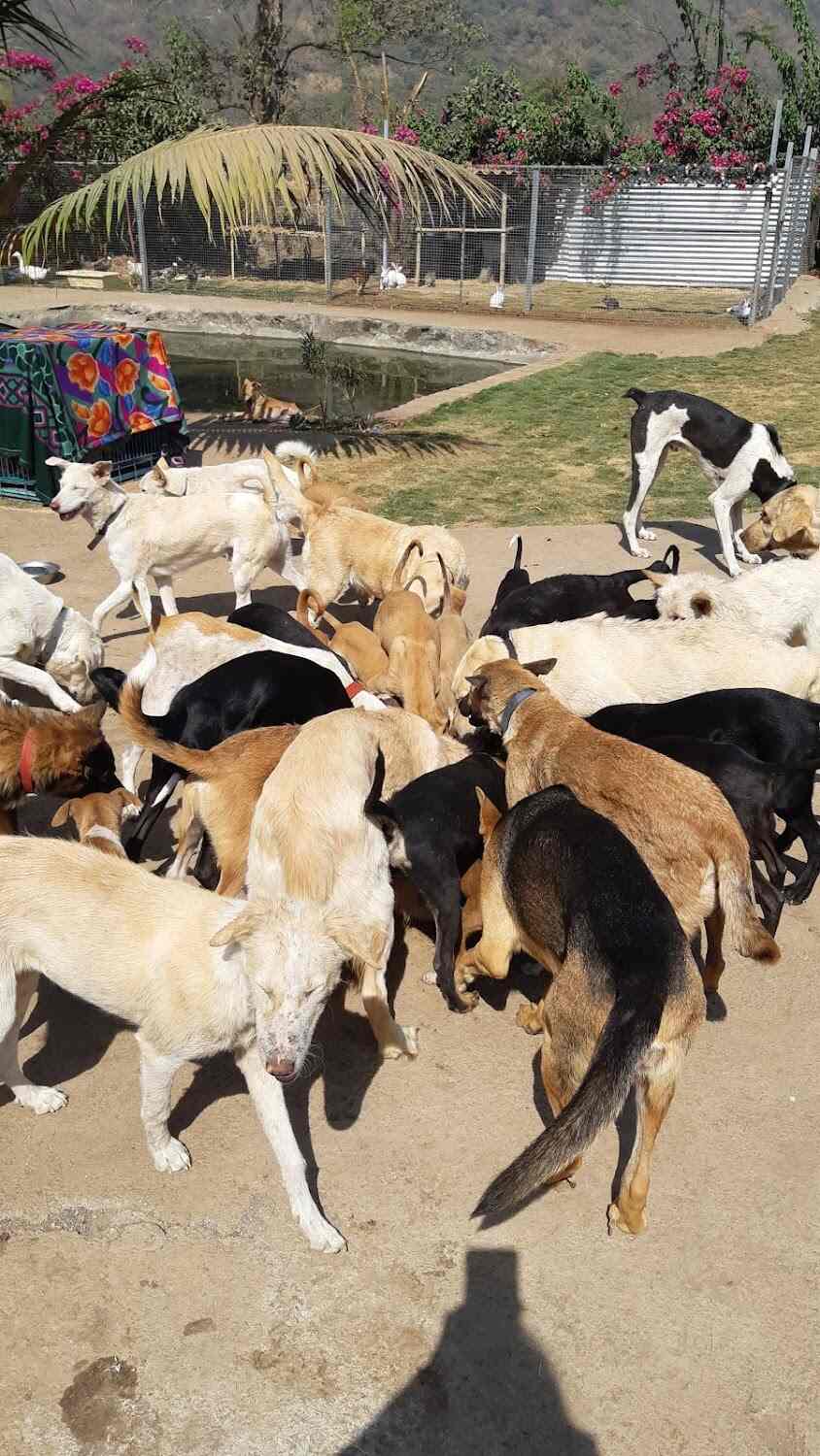 Top Animal Shelters in Roha - Best Shelter Animal Raigad-Maharashtra ...