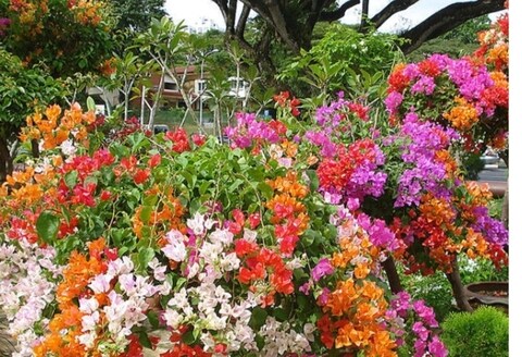 Top Nilkanth Polyplast Pvt. Ltd. Plant Nurseries in Bandra Kurla Complex-Bandra East - Best ...