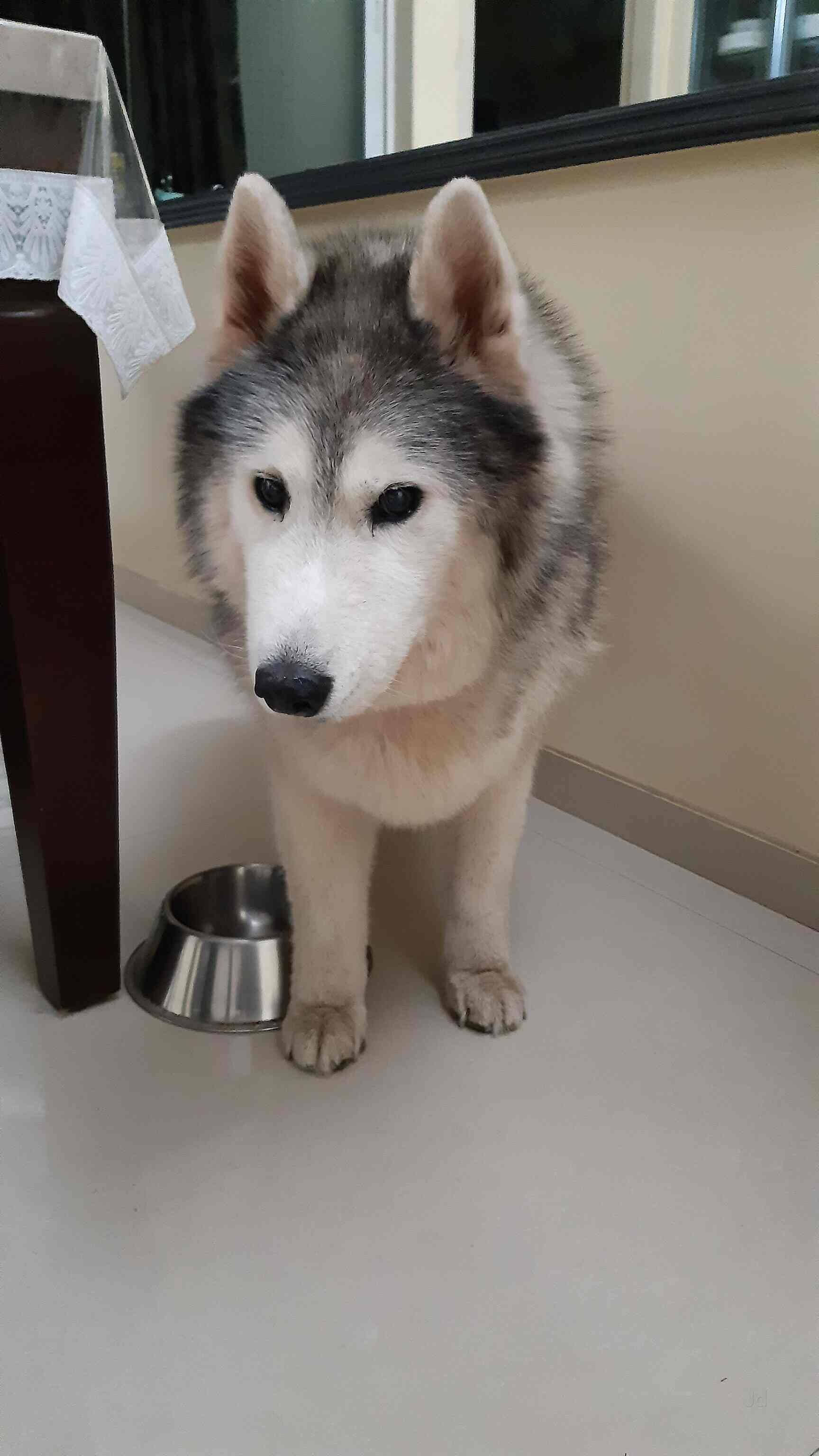 SK Dog Trainer in Dombivli West,Mumbai - Best Dog Trainers in Mumbai ...