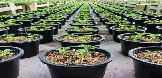 Ratanshi Agro Hortitech in Byculla East,Mumbai - Best Plant Nurseries in Mumbai - Justdial