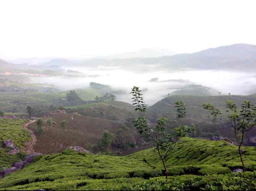Keralasree Holidays (Closed Down) in Munnar Colony,Munnar - Best near ...