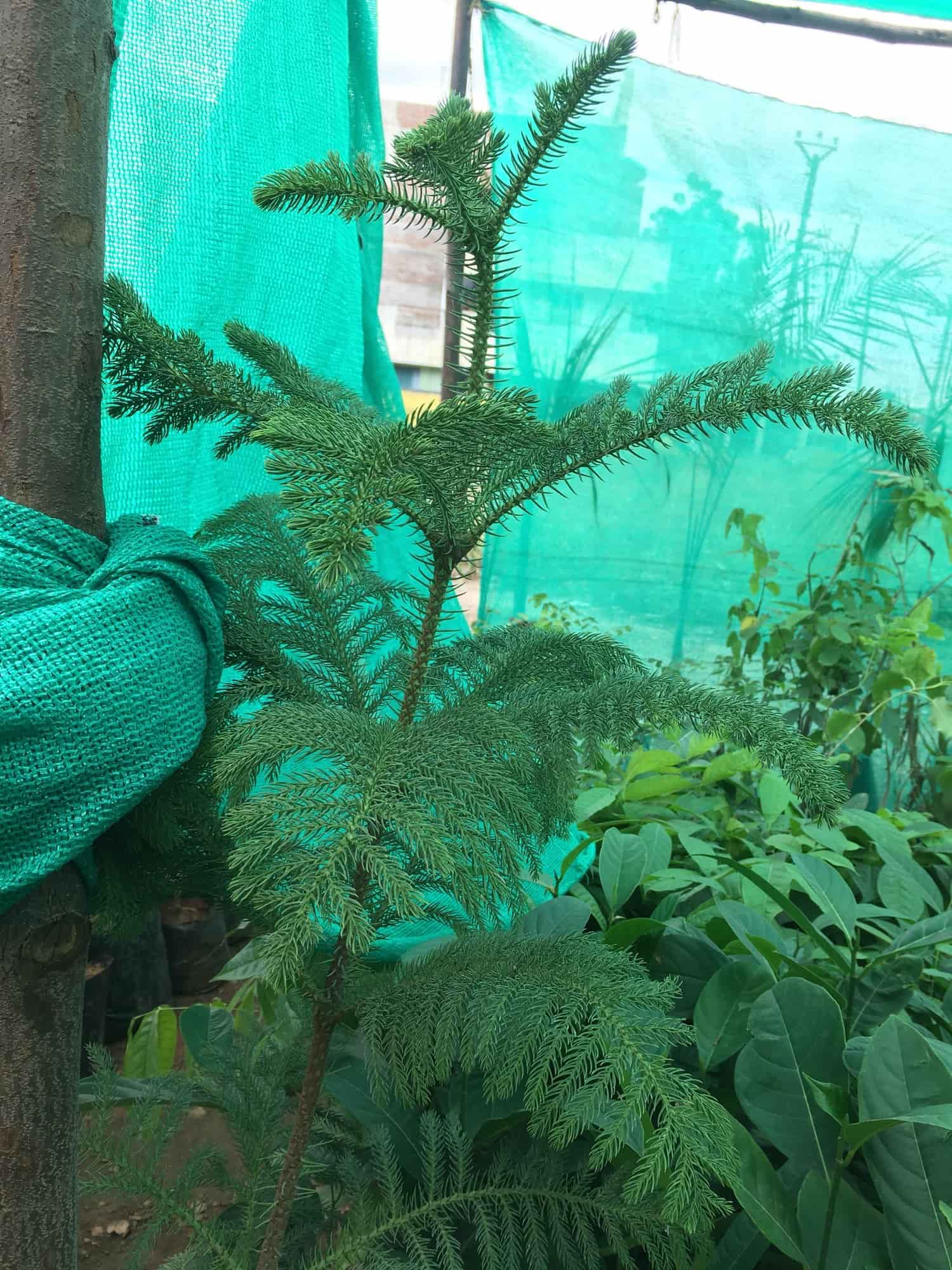 Pranesh High Tech Nursery Garden in Namakkal Bazaar,Namakkal - Best ...