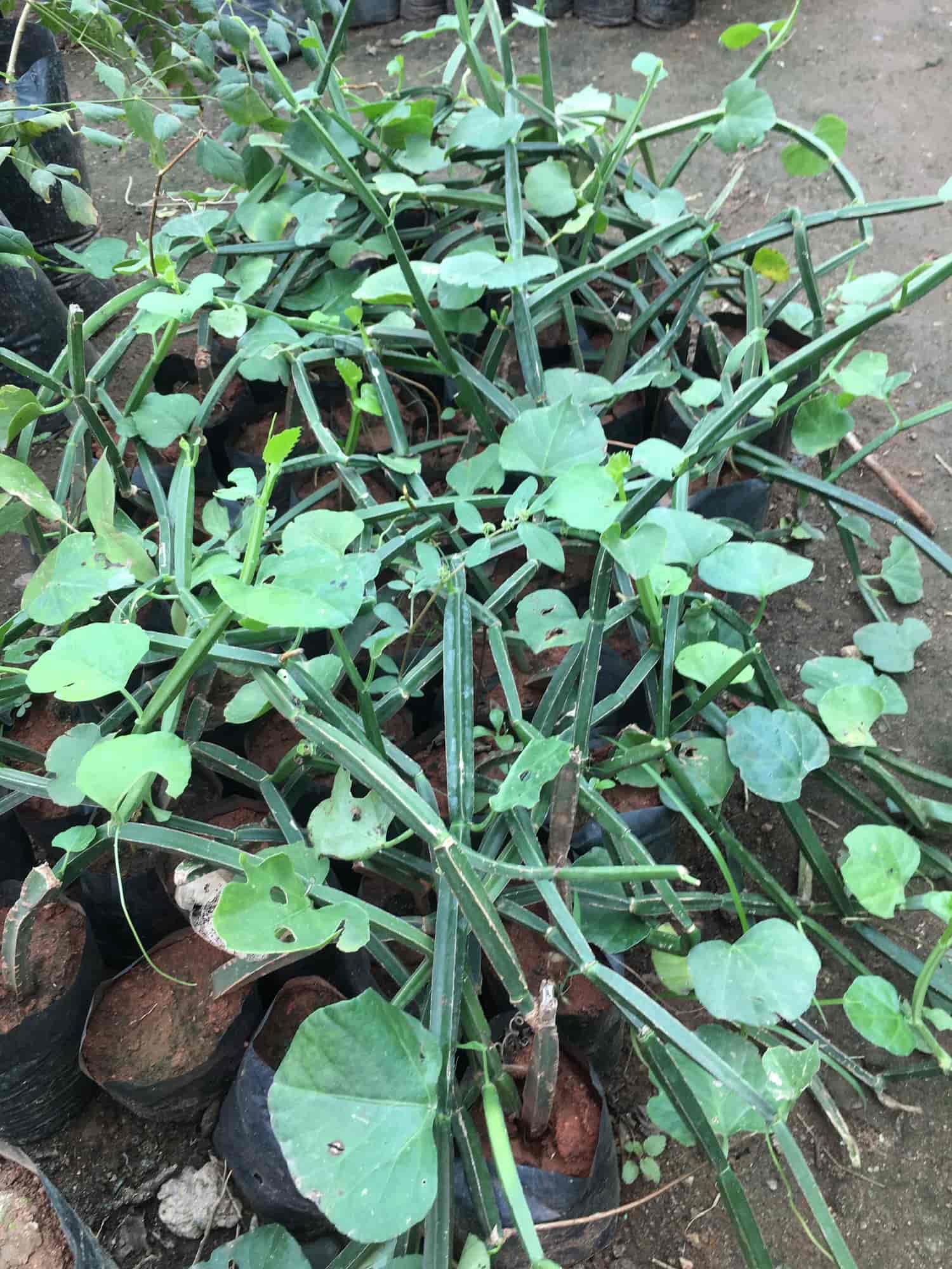 Pranesh High Tech Nursery Garden in Namakkal Bazaar,Namakkal - Best ...