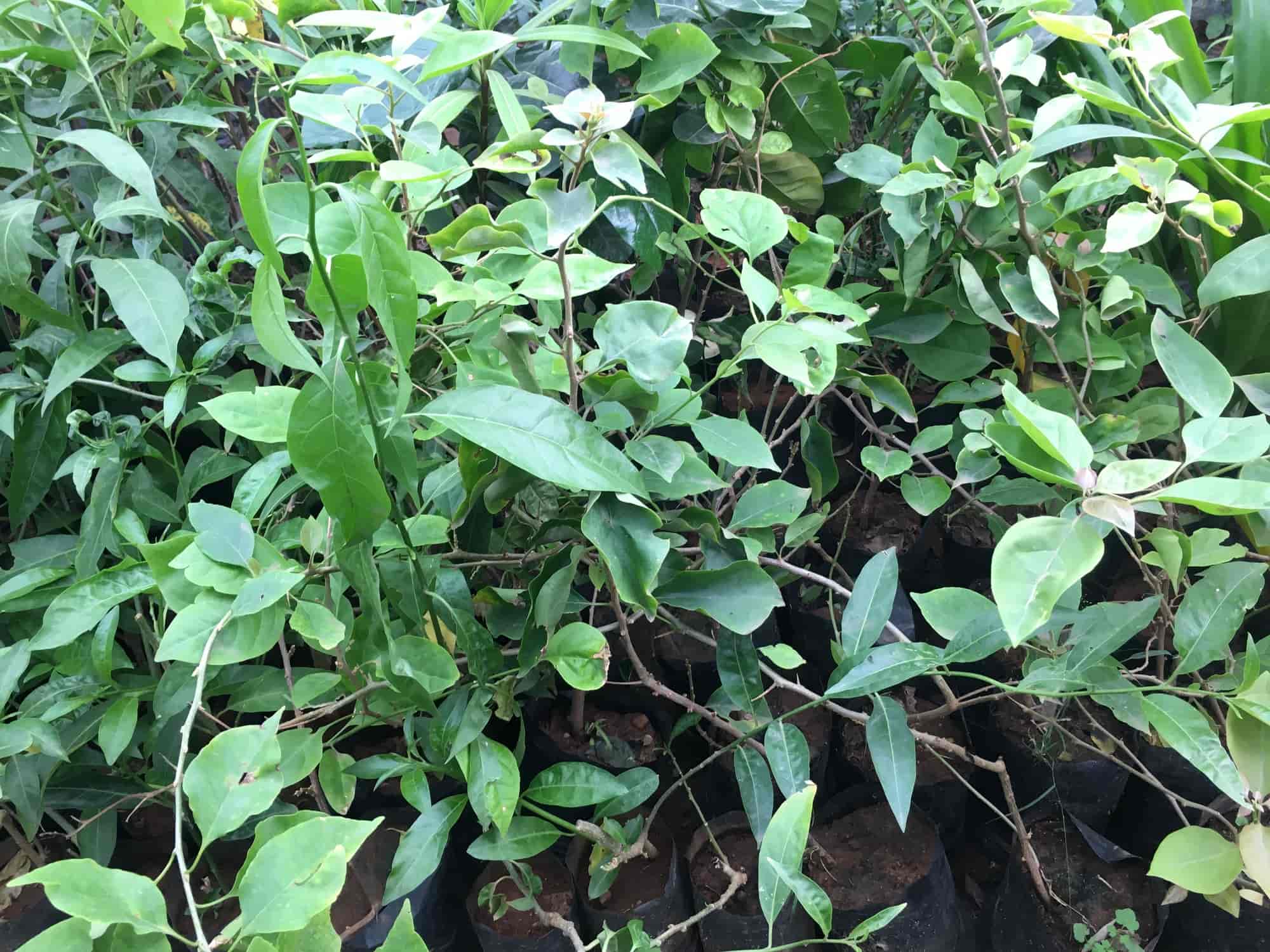 Pranesh High Tech Nursery Garden in Namakkal Bazaar,Namakkal - Best ...