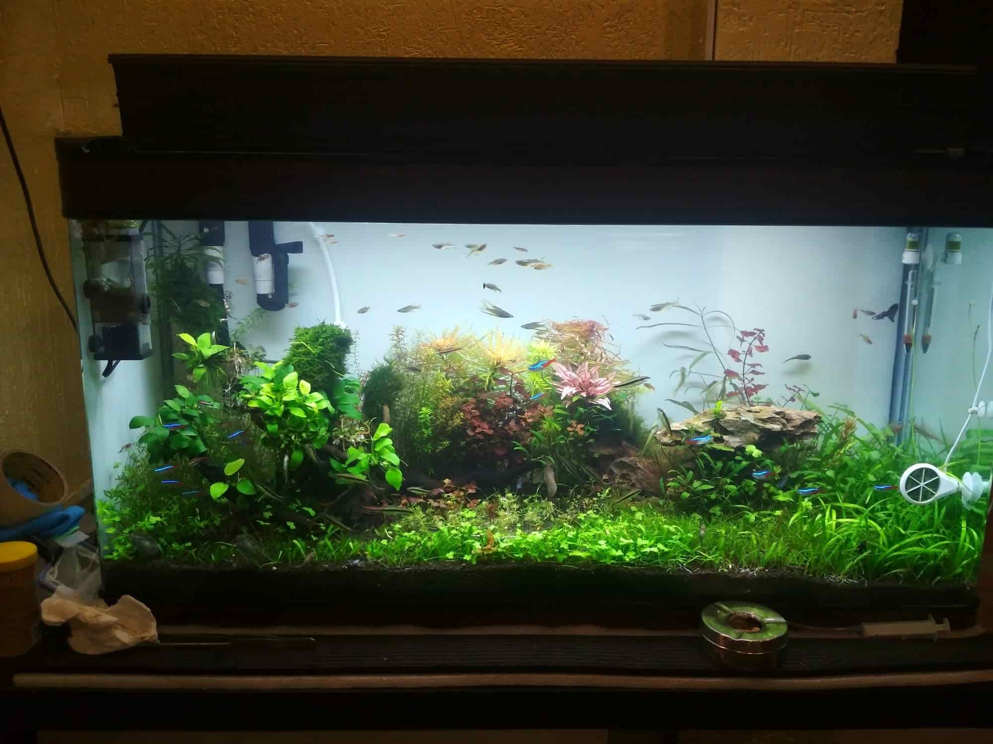 Ocean World Aquarium in Nashik Road,Nashik - Best Aquarium Accessory ...