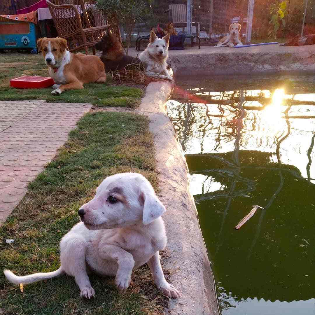 Top Animal Shelters in Roha - Best Shelter Animal Raigad-Maharashtra ...