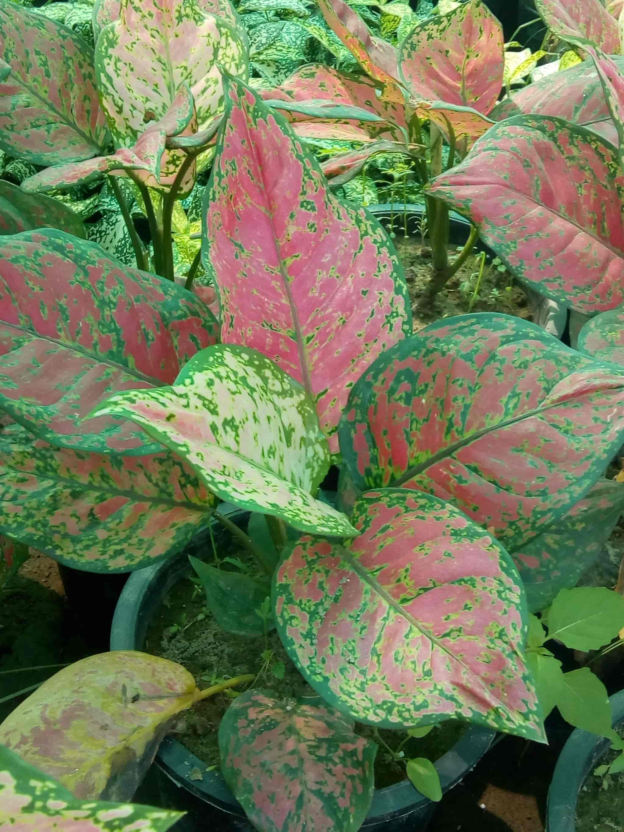 Catalogue - Rama Nursery in Delhi - Justdial