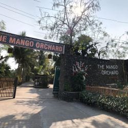 mango orchard halol
