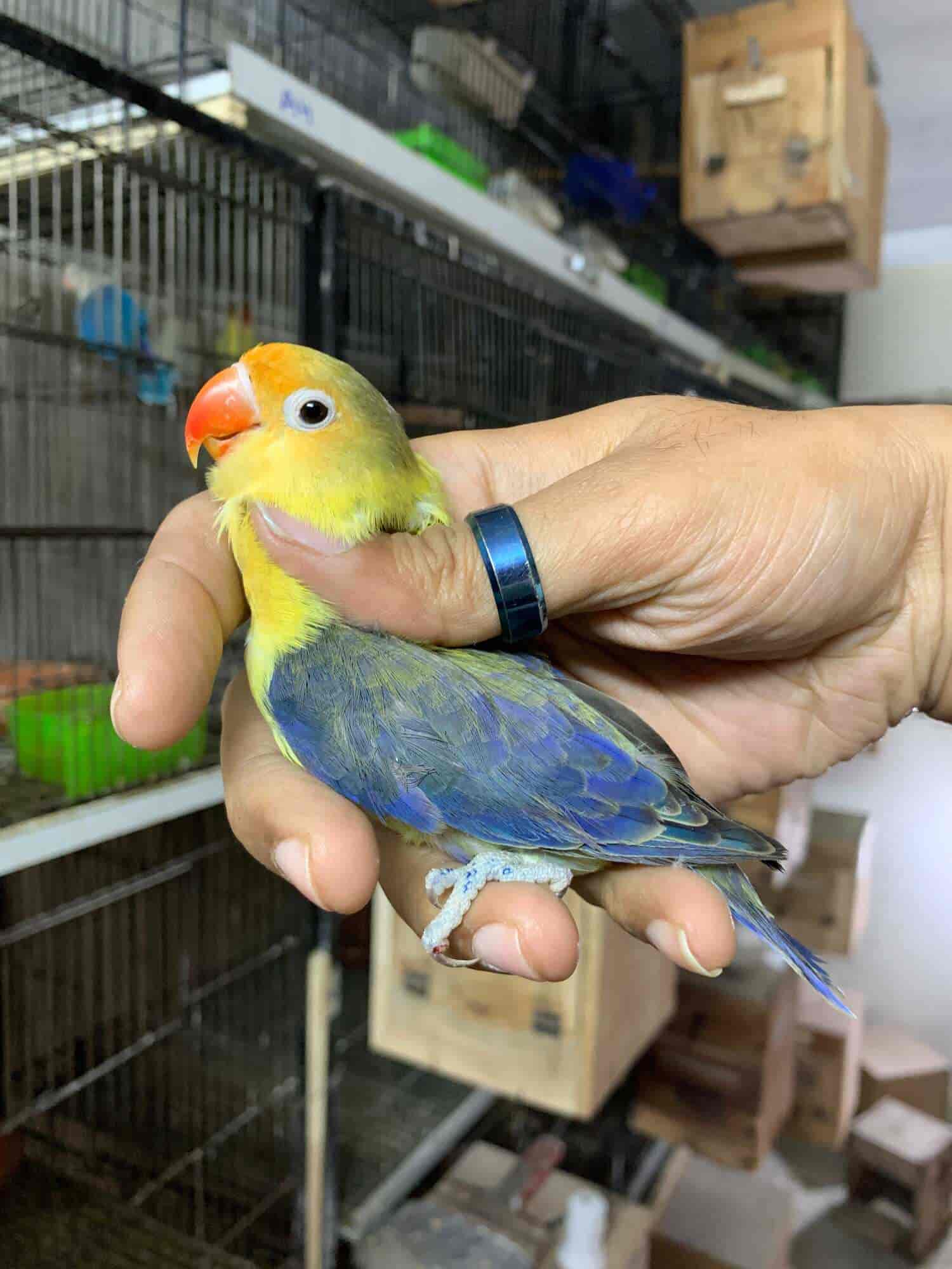 Bird wholesale in Kurji,Patna - Best Pet Shops For Caique Parrot in ...