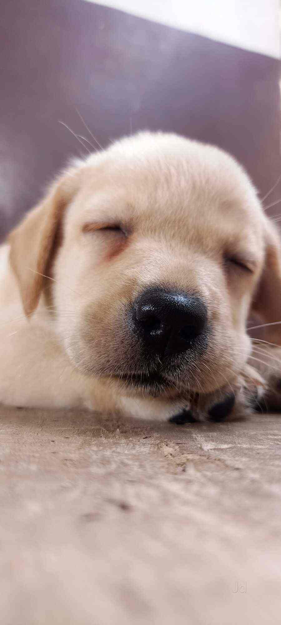 Top Dog Grooming Services At Home in Motihari near me - Justdial