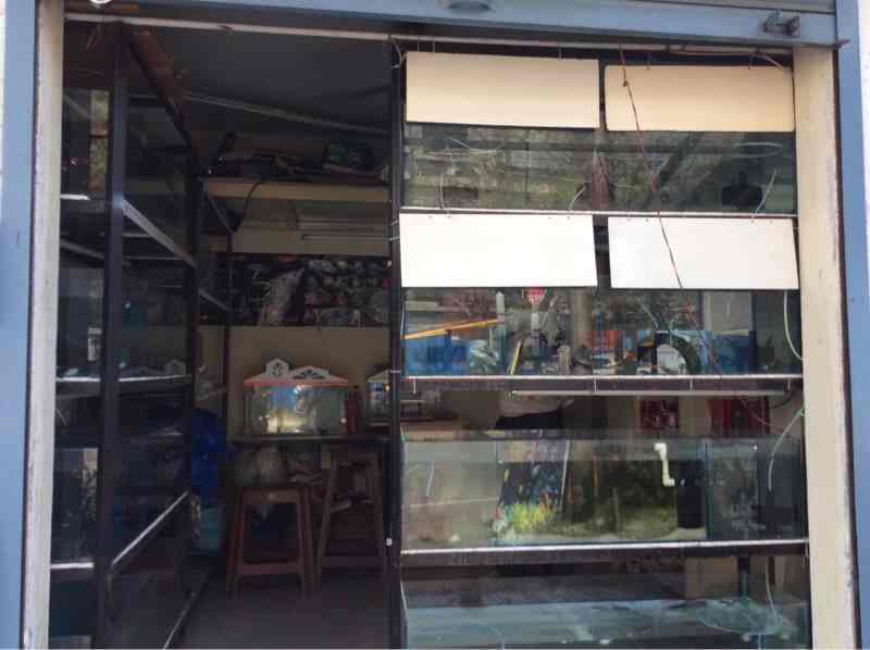 The Aquatic in Hingne Budrukh,Pune - Best Aquarium Accessory Dealers in ...