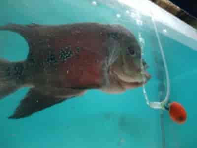 Aquaville Aquarium in Karve Nagar,Pune - Best Aquarium Accessory ...