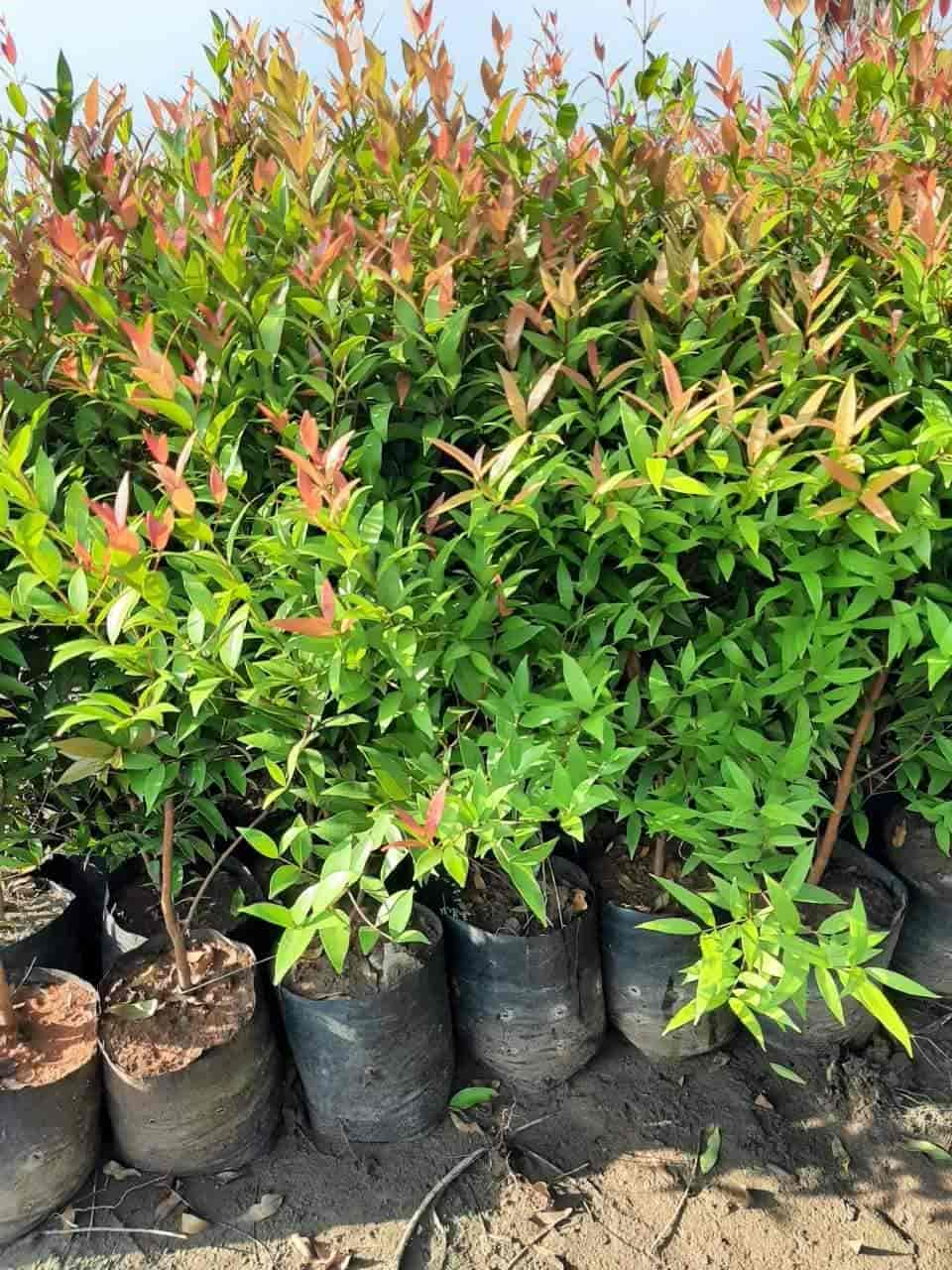 Saravana Nursery in Pappula Steet,Rajahmundry - Best Plant Nurseries ...