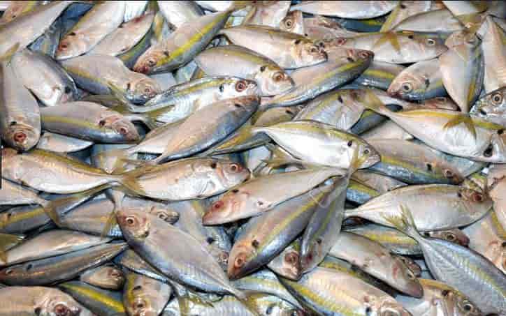 Omalur Fish Market in Omalur,Salem - Best Fish Retailers near me in ...