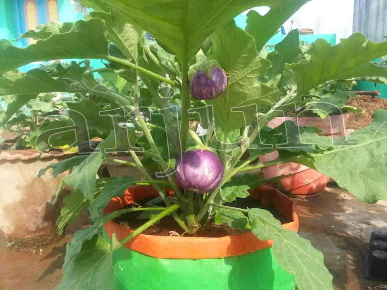 Arjun Agri & Bio Energy Pvt Ltd, Hastampatti - Seed Retailers in Salem ...