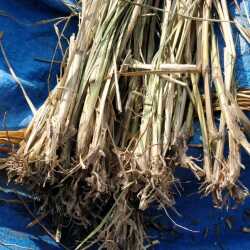 Top Ashwagandha Seed Wholesalers in Kolkata - अश्वगंधा सीड व्होलेसलेर्स ...