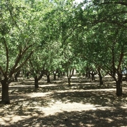Shimla Hills Guava Fruit in Bara Jaguli - Dealers, Manufacturers ...