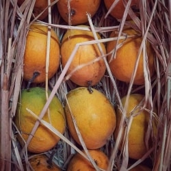 Top Organic Farms in Panjim, Goa - आर्गेनिक फार्म्स, पंजिम , गोवा ...