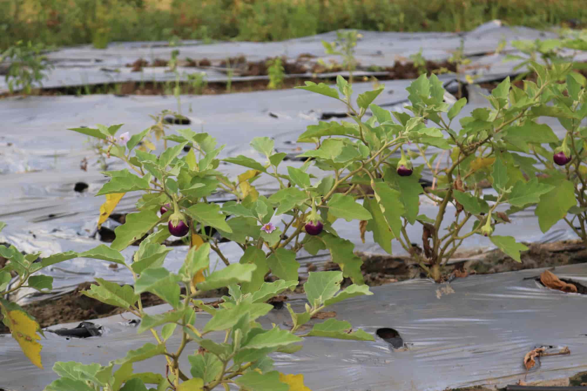 Gauhari Prakrutik Store in Kosad,Surat - Best Organic Product Dealers ...