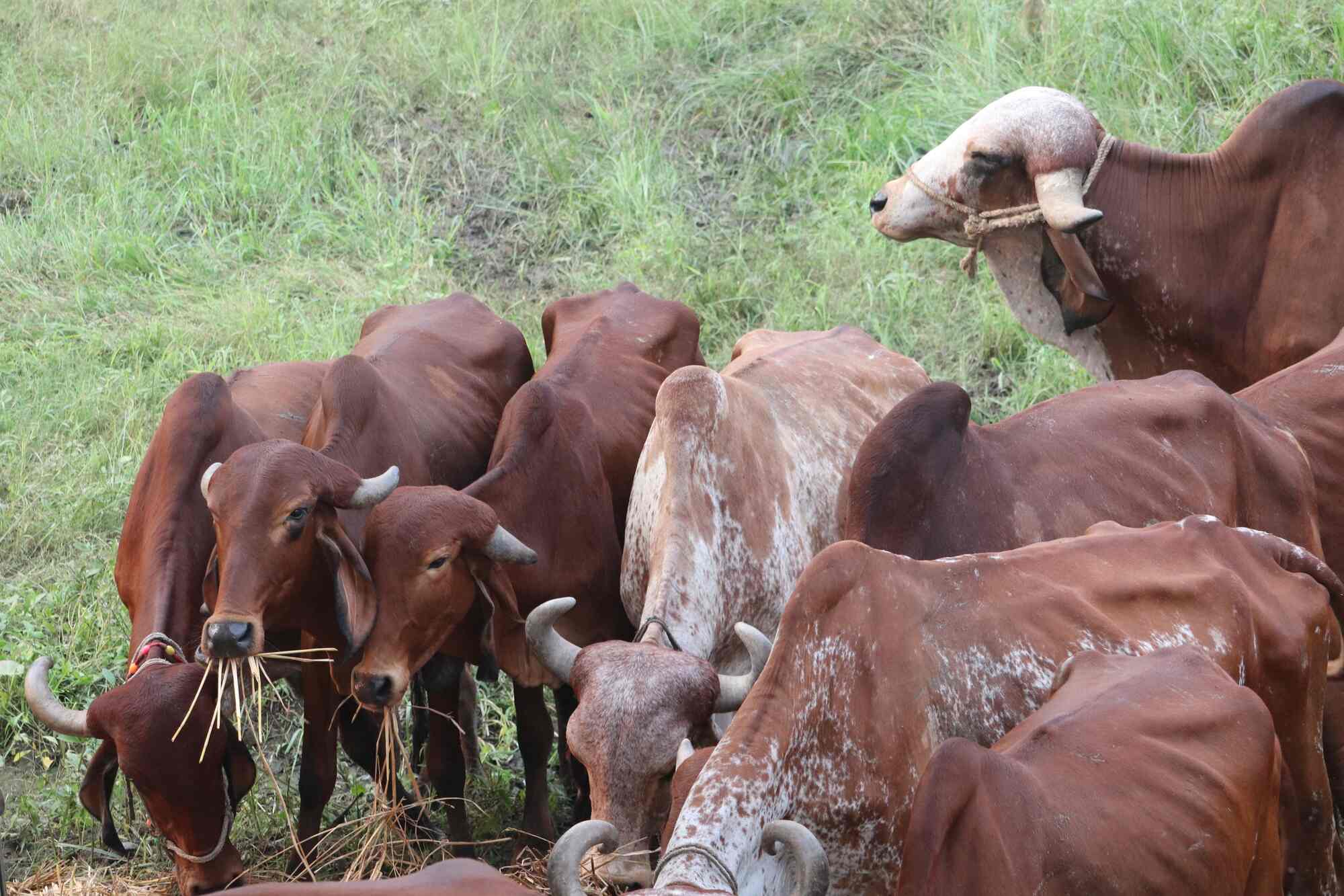 Gauhari Prakrutik Store in Kosad,Surat - Best Organic Product Dealers ...