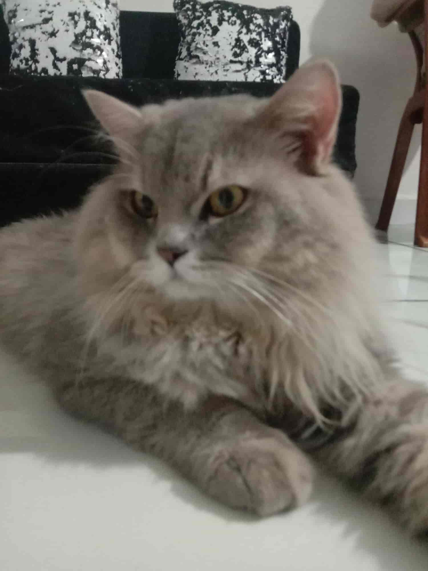 Top Cat Litter Wholesalers in Ahmedabad - कैट लिटिर व्होलेसलेर्स ...