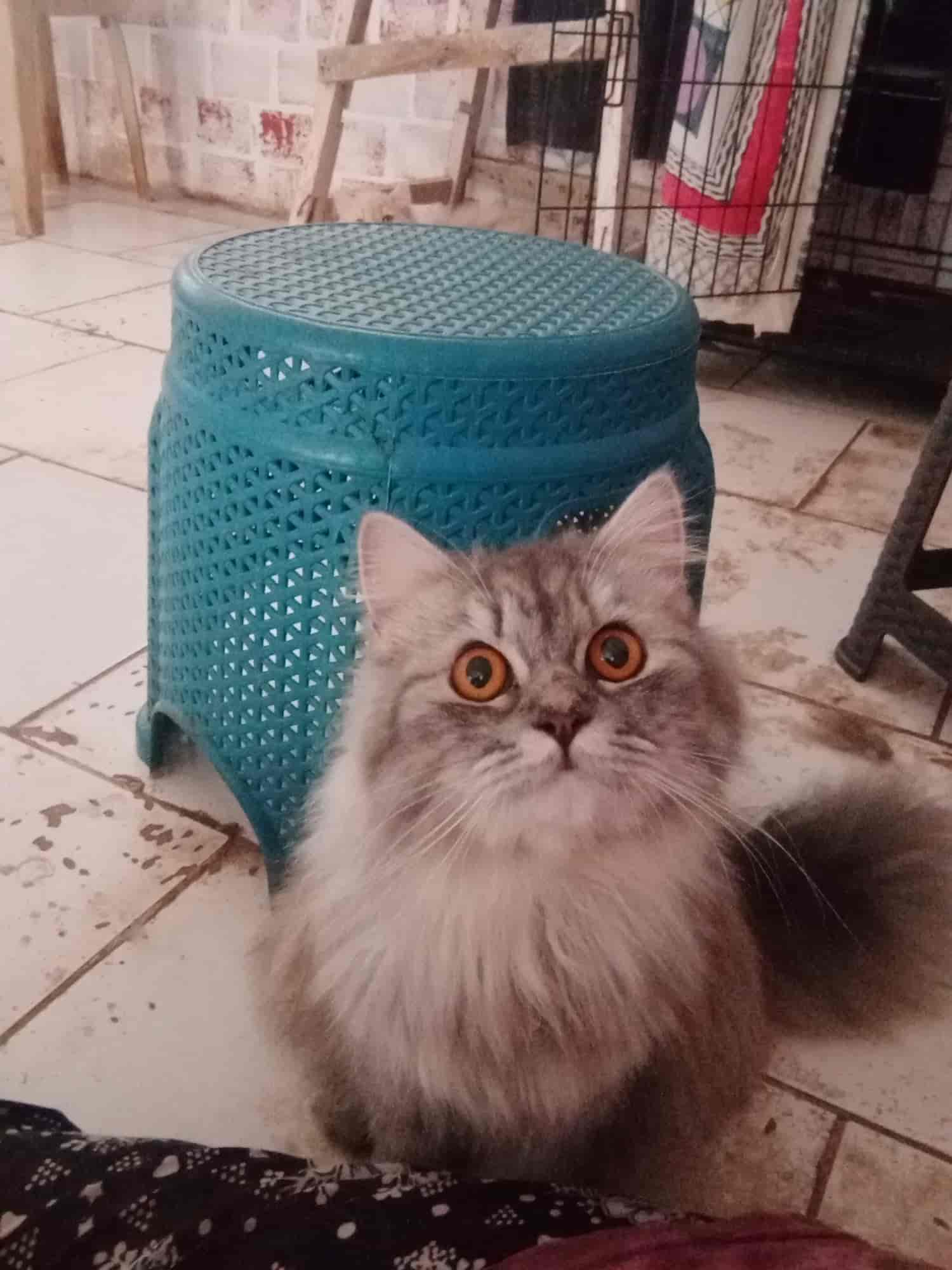 Top Cat Litter Wholesalers in Ahmedabad - कैट लिटिर व्होलेसलेर्स ...