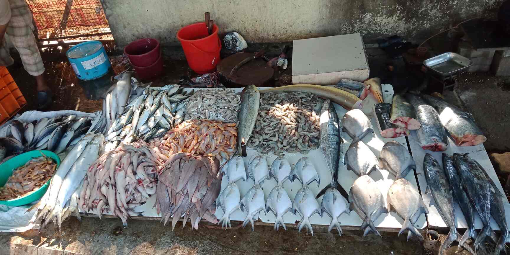 Salam Fish Shop in Kasarvadavali,Mumbai - Best Dry Fish Wholesalers in ...