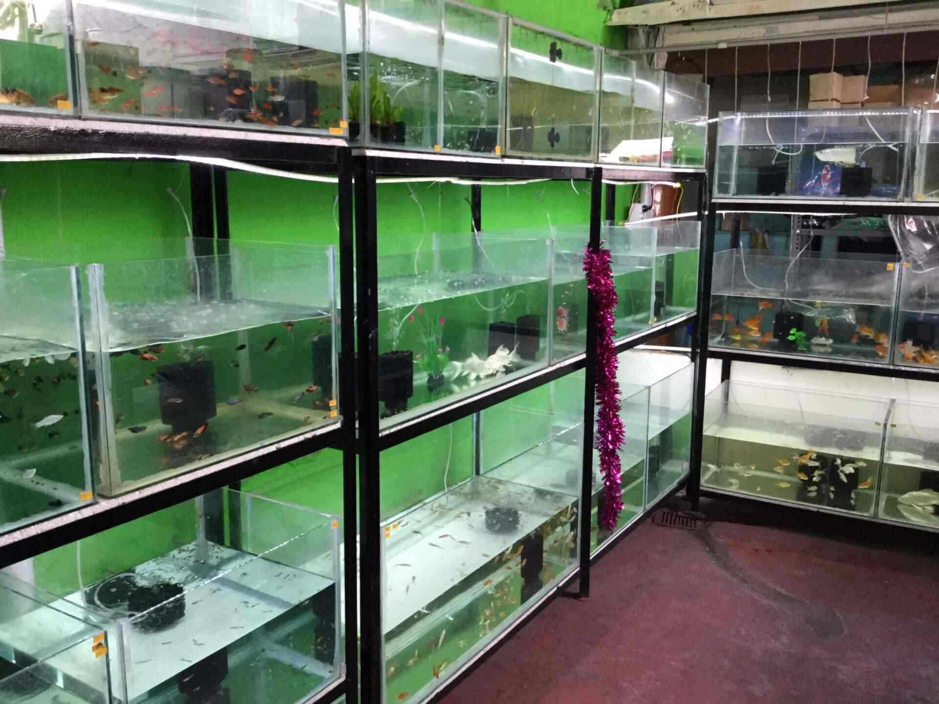 Indian Ocean in Chalai,Thiruvananthapuram - Best Pet Shops For Dog in ...
