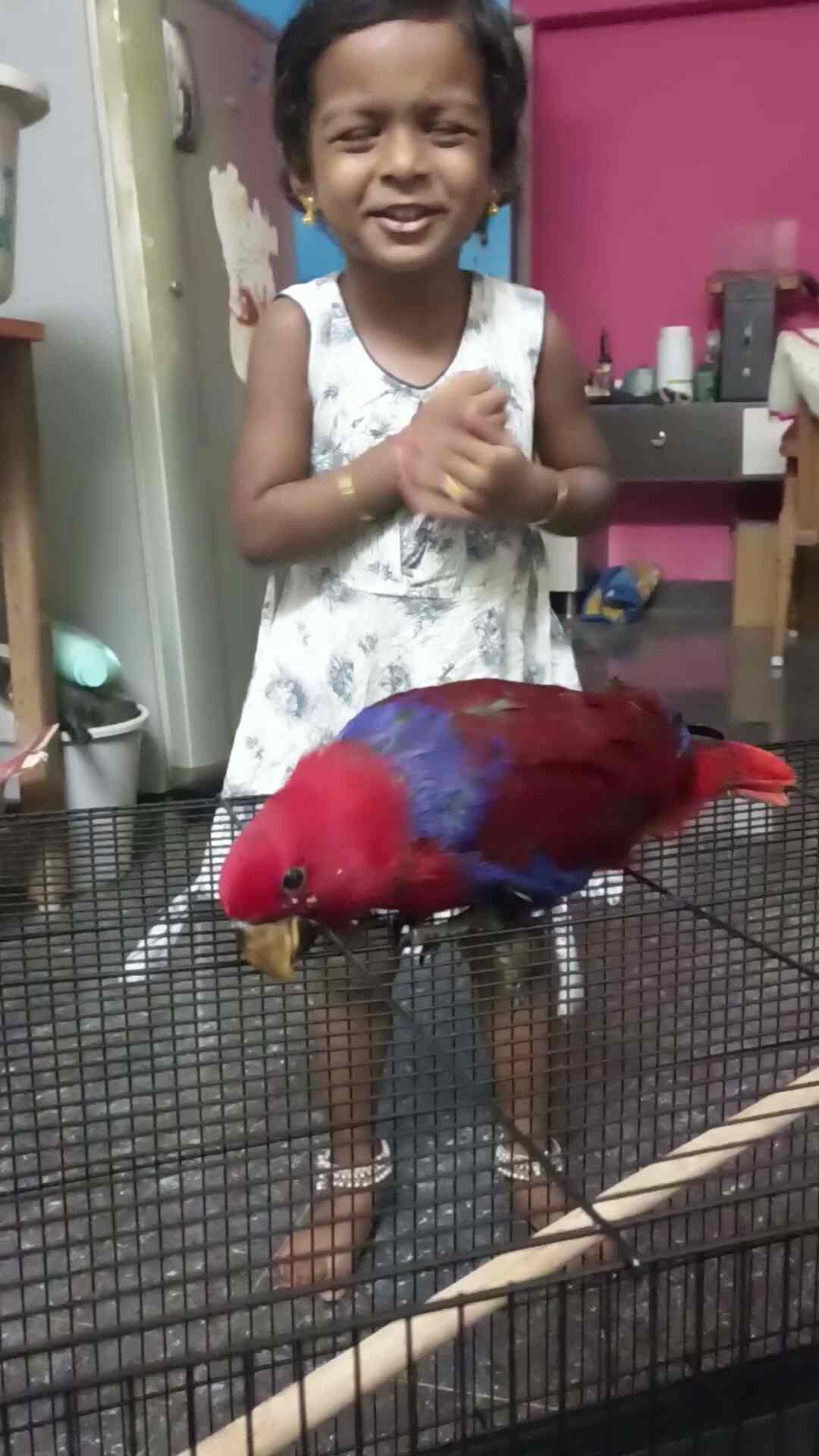 Lucky Birds Farm in Murappanad, Thoothukudi - Best Poultry Farms in ...