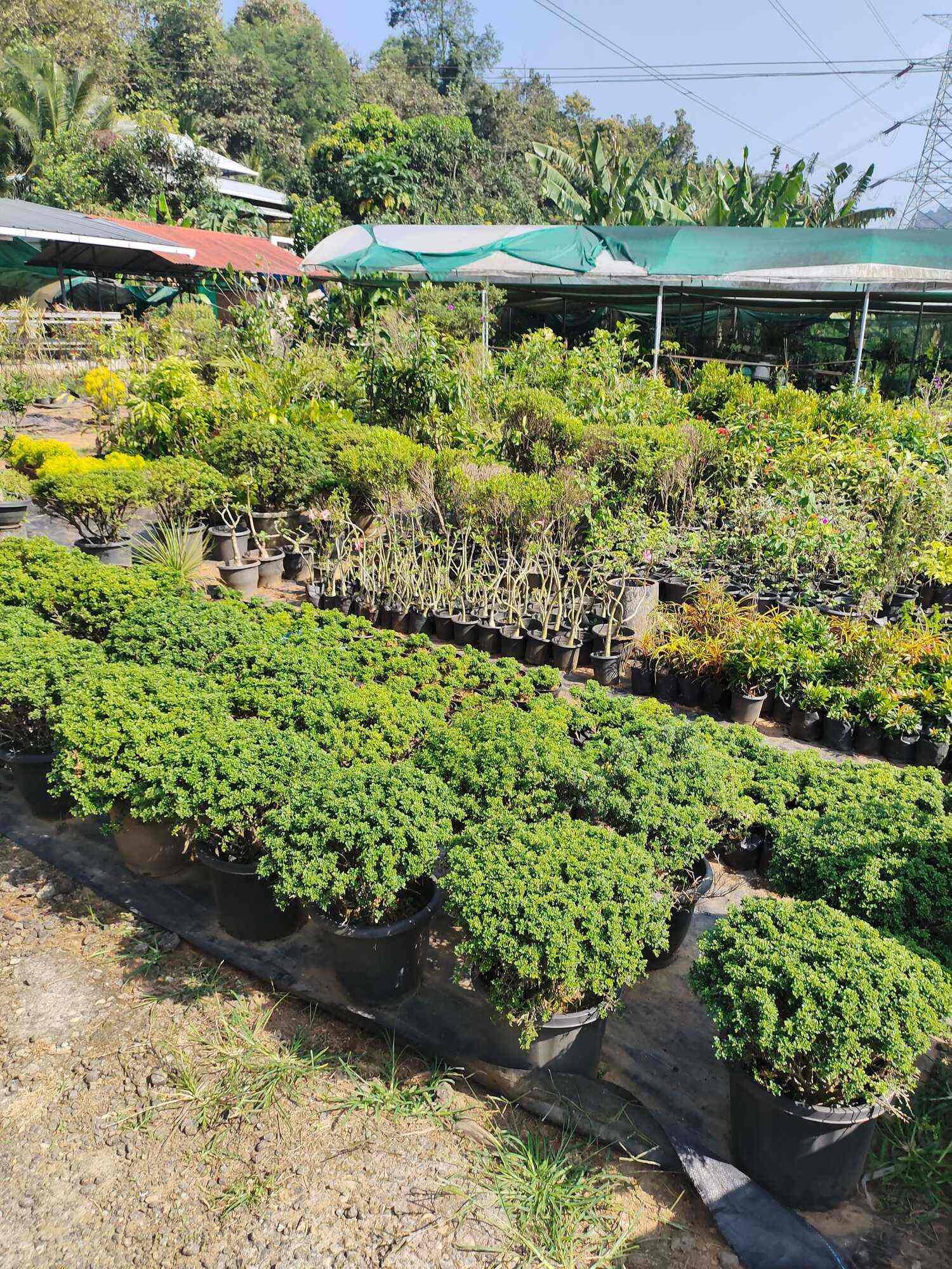 Universal Gardens in Kuthiran,Thrissur - Best Plant Nurseries near me ...