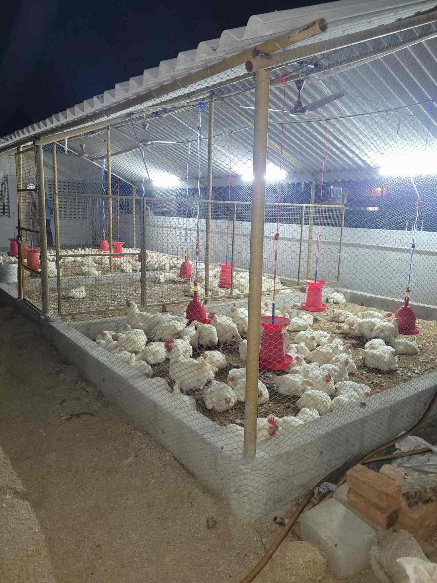 KMR Broiler Chicken Live Point in Thummalagunta, Tirupati - Best ...