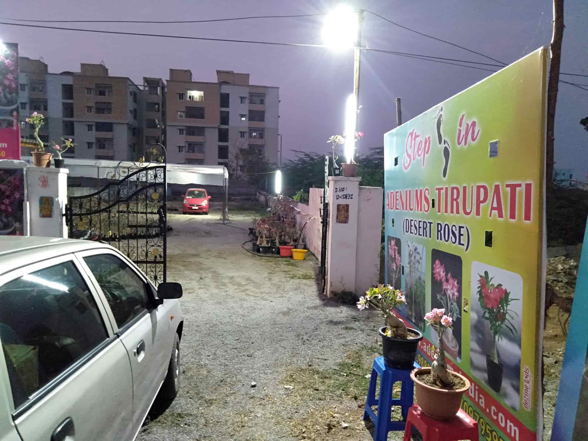 Adeniums Tirupati in Tiruchanoor Road,Tirupati - Best Adenium Plant ...
