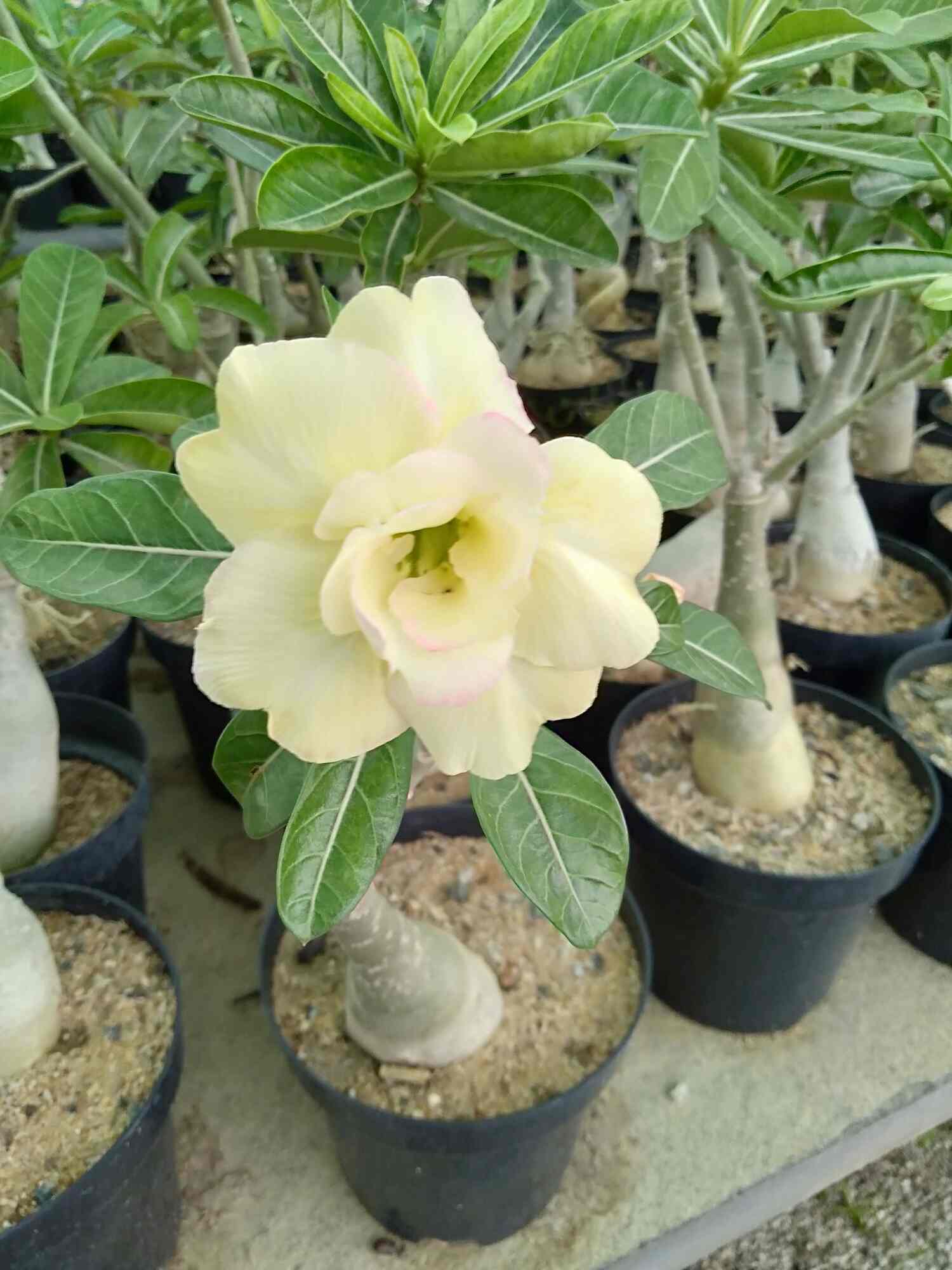 Adeniums Tirupati in Tiruchanoor Road,Tirupati - Best Adenium Plant ...