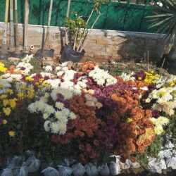 Top Diplast Plant Nurseries in Subzi Mandi - Best Diplast Plant ...