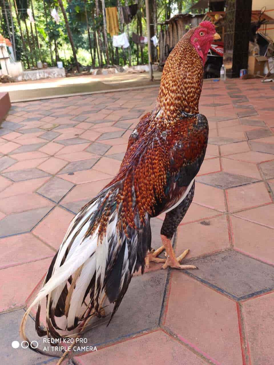 Kaikana Nati Koli Farm in Navunda, Udupi - Best Poultry Farms in Udupi ...