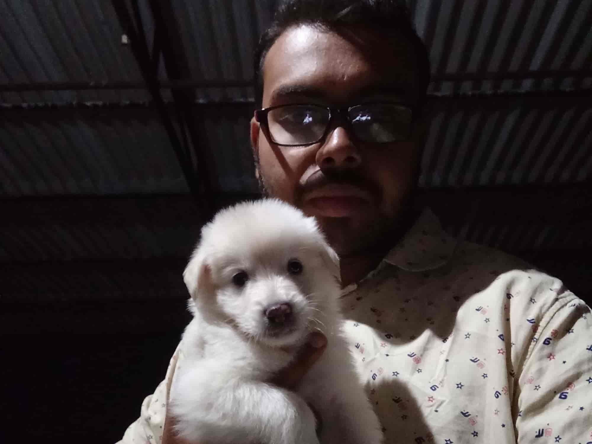 Varanasi Dog Kennel in Rohana,Varanasi - Best Kennel Services near me ...